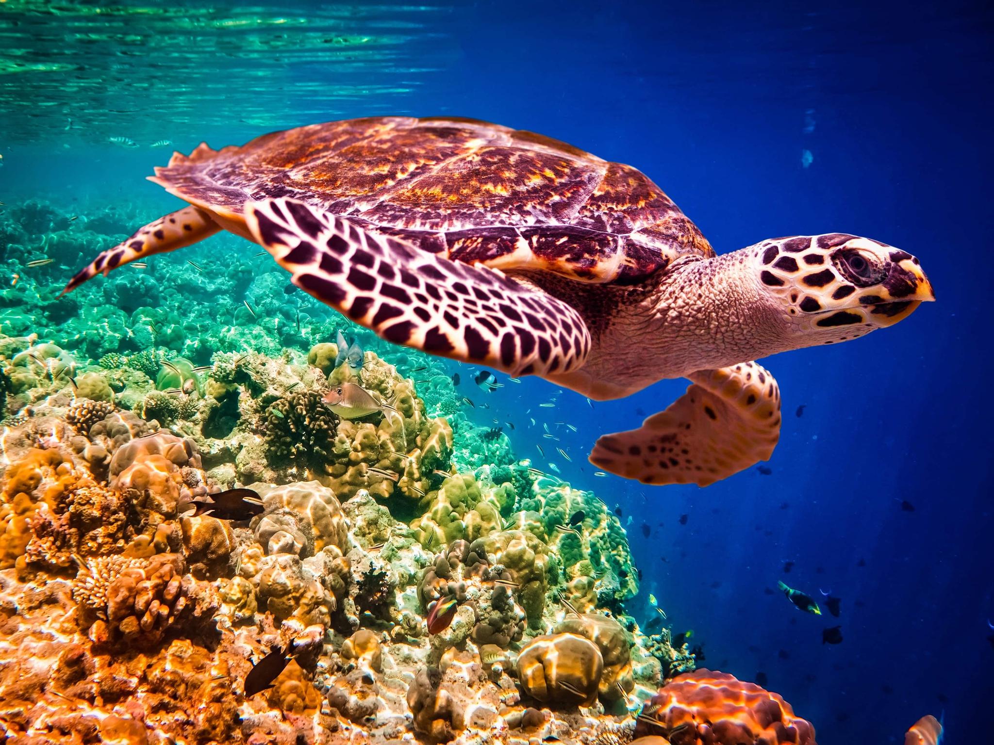 AI Image Background Remover - Remove the Background of Images Free with ...